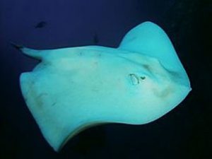 The Ningen: Myth, Monster or Make Believe?