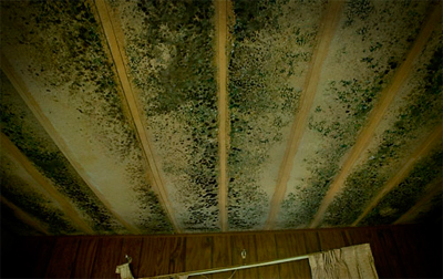 Stephen King and the Mold from Hell!