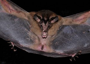 The Gargoyles of Chile