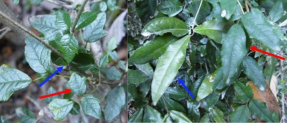 Chameleon Vine Changes Shape and Color on Demand
