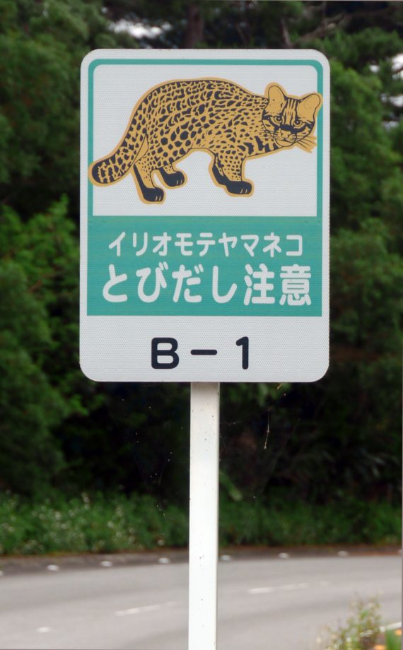 Mystery Big Cats in Japan’s Lost World