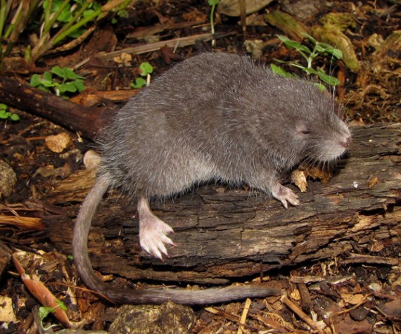Extinct Giant Rat Returns To Machu Picchu