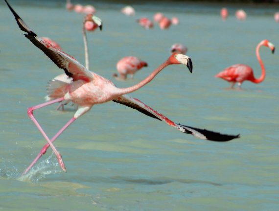 World’s Only Black Flamingo Spotted in Cyprus