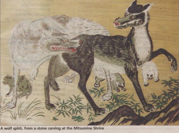 The Mysterious Wolves of Japan