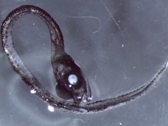 Scary New Fish Species Discovered in Underwater Volcanoes