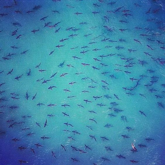 Massive Shark Invasion At One Beach in Florida