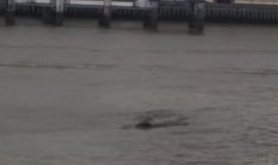 What’s That Lurking in the Thames? UK Water Monsters, Past and Present