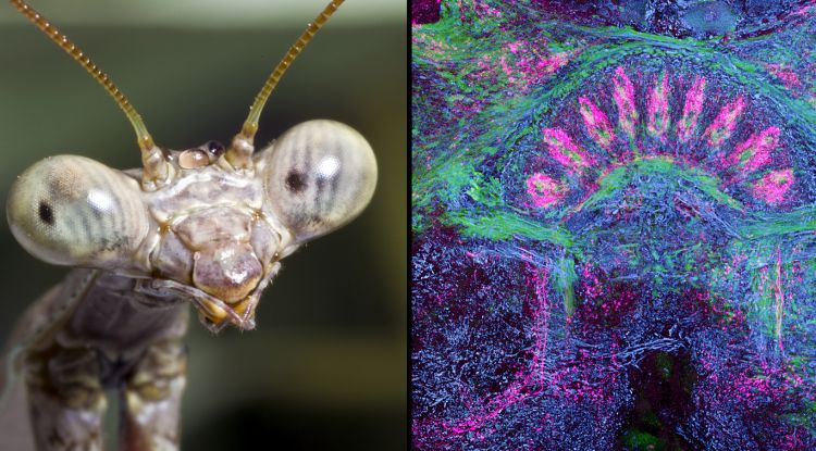 Insects Have a Conscience and are Egocentric