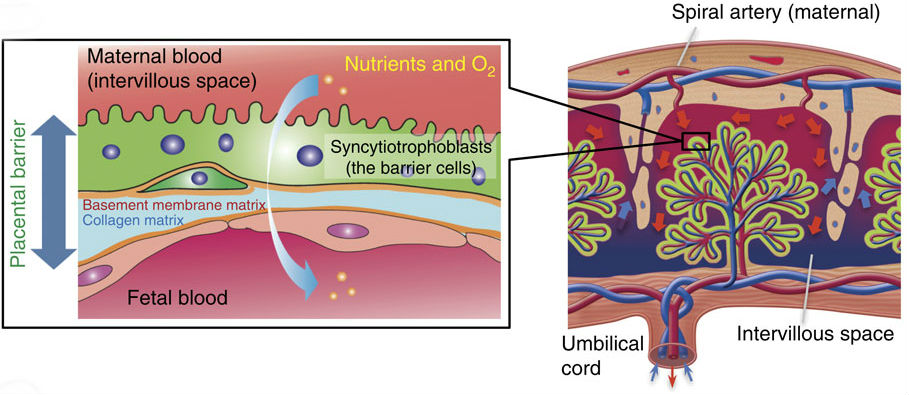Scientists Create Working Human Placenta On A Microchip