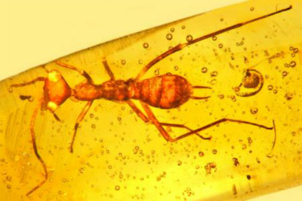 Prehistoric Alien-Looking Bug Unlike Any Known Life on Earth