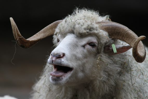 Exploring American Monsters: West Virginia