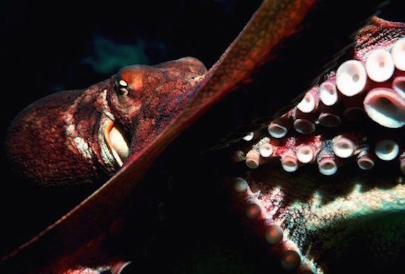 The Mystery Monster Octopus of Japan’s Far North