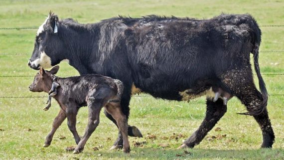 Cyclops Goat Alive and Well in India