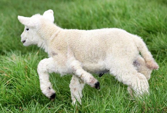 Cyclops Goat Alive and Well in India