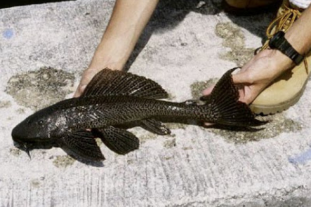 Killer Catfish: American Myths of Monstrous, “Man Eating” Catfish