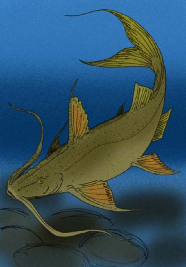 Killer Catfish: American Myths of Monstrous, “Man Eating” Catfish