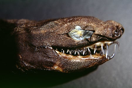 Rare Glowing Viper Dogfish Caught on Taiwan’s Coast
