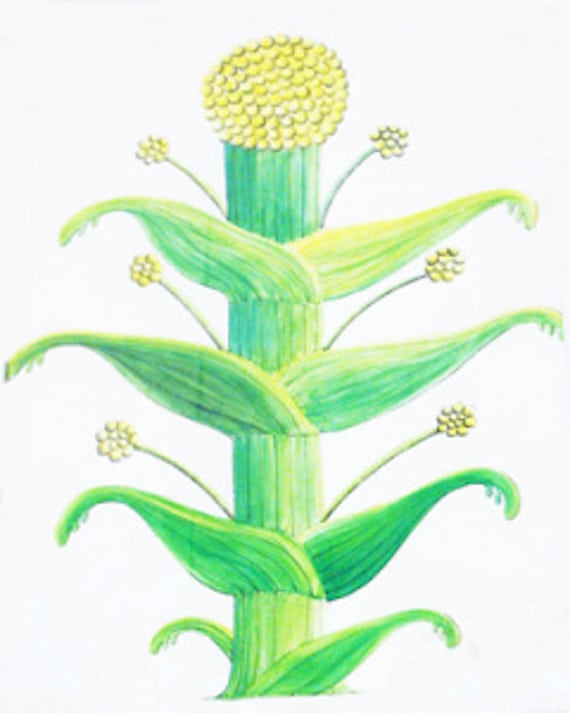 Mysterious Unknown Plants and Magical Powers and Properties