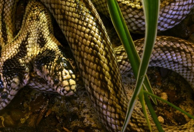 Two-Headed Snake and a Headless Toad May be Connected