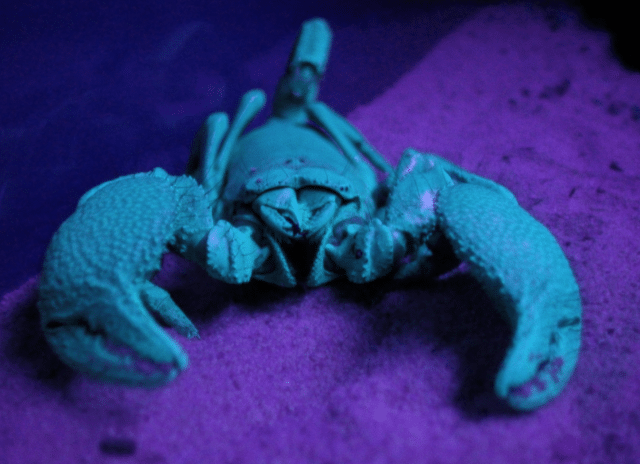 The Invisible Glow: An Illuminating Look at the World of Biofluorescence