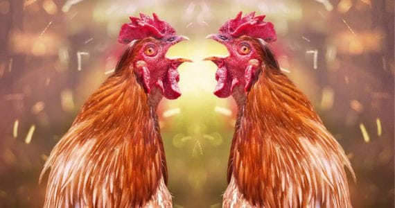 Human-Chicken Hybrids Created in Lab