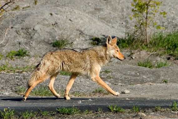 The Legends of the Coyote – and the Chupacabra