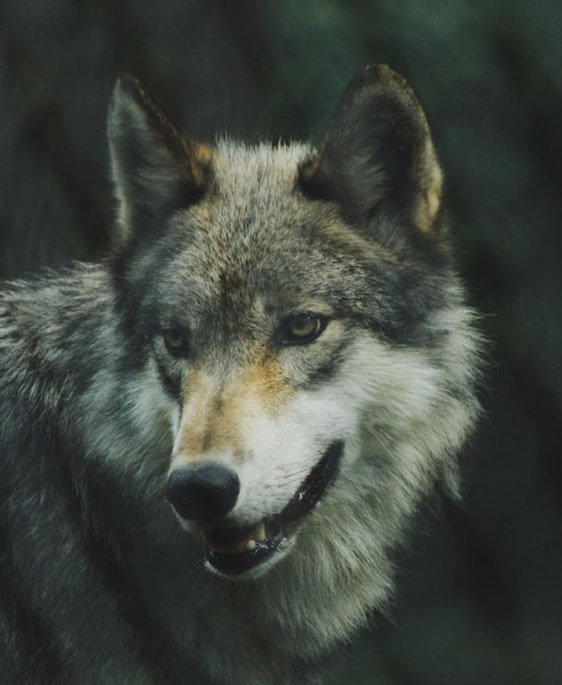 Exploring Canadian Monsters: Quebec