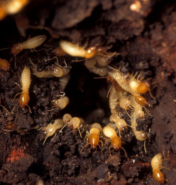 Giant Brazilian Termite Mounds Can Be Seen From Outer Space