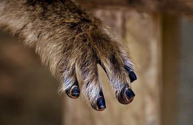 The Almasty: Russia’s Mysterious Creature