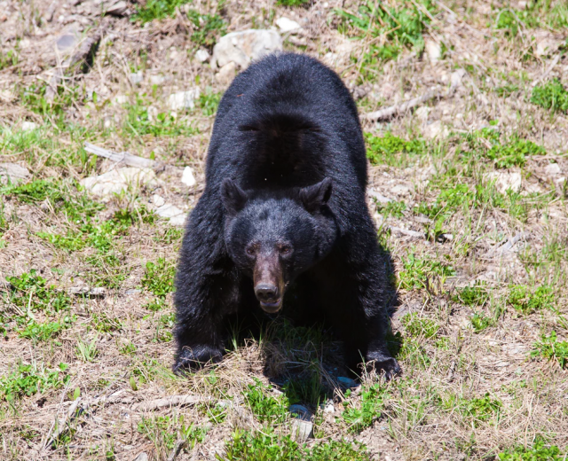 Tapetum Mysterium: “Red Eyed Monsters” and Eye-Shine, Part Two