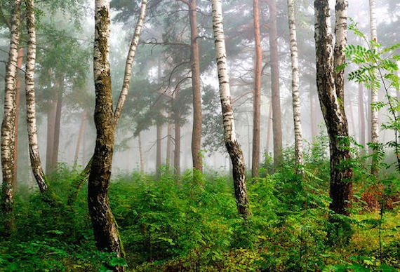 The Mysterious Forest of Latvia