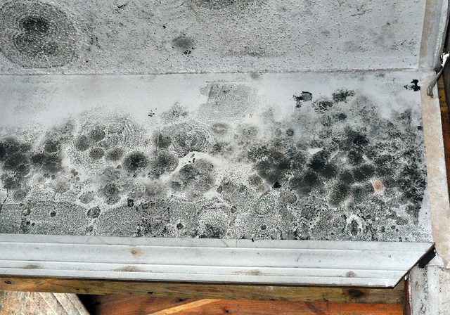 Mutant Mold on the Space Station is Immune to Radiation