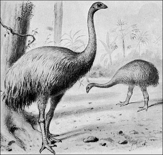 Mysterious Modern Sightings of the Moa