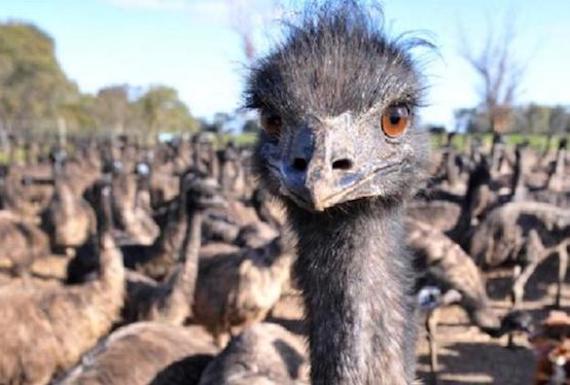 The Strange Story of the Great Emu War of Australia