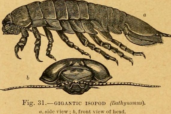 Giant “Darth Vader” Sea Bug Is A New Species Of Isopod