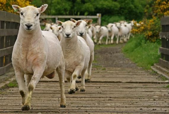 The Strange Case of the Great Sheep Panics of Oxfordshire