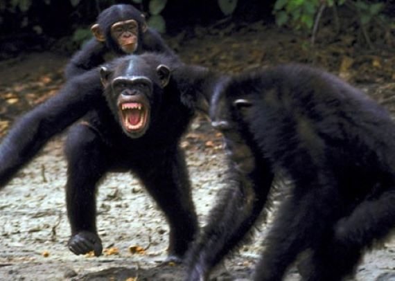 The Dark Story of the Gombe Chimpanzee War