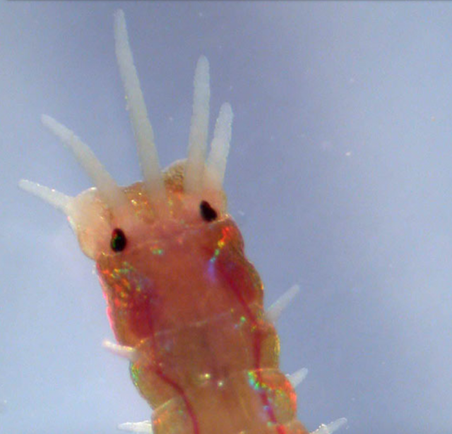 The Strange Lives of Worms: Lunar Cycles and Odd Quirks of Evolution