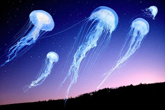 Surreal Encounters with Flying Jellyfish, Sky Squids, and Other Utterly ...