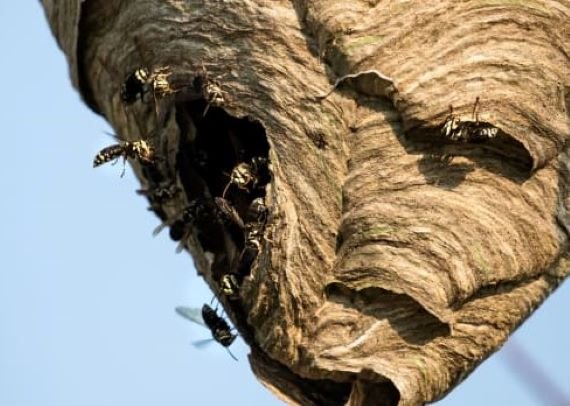 Bee Bombs, Scorpion Grenades, and the Strange History of Entomological ...