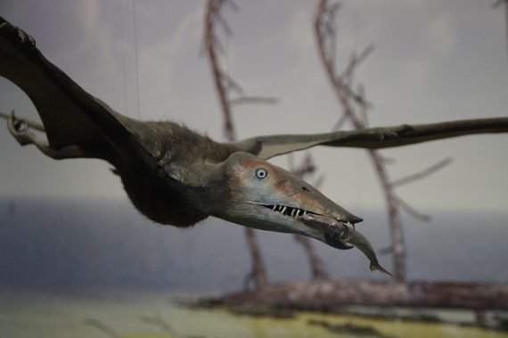 World’s Largest Jurassic Era Pterosaur Discovered in Scotland
