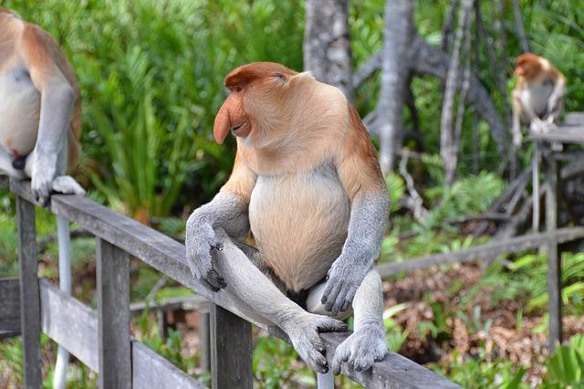 Mystery Monkey Appears in Borneo and Researchers are Worried