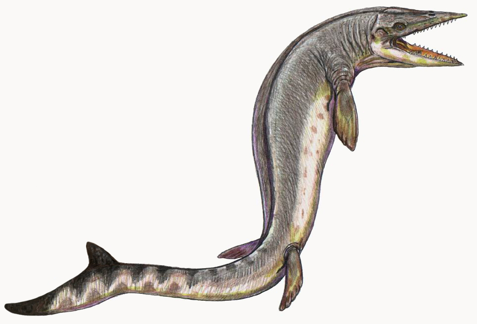 Newly Discovered Prehistoric Giant Marine Reptile of Morocco Ate Sea ...