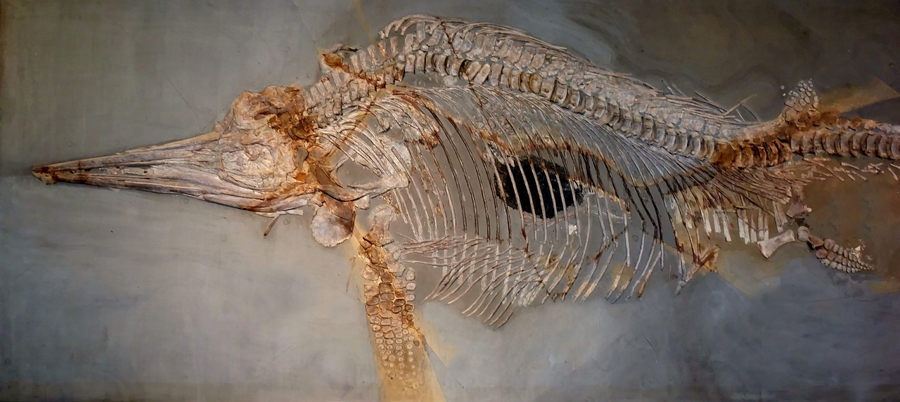 Giant Ichthyosaur Graveyard in Nevada Was Actually a Baby Ichthyosaur ...