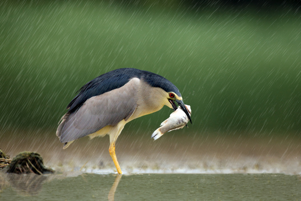 Fortean Rain of Fish Falls for the Fourth Time on Australian Outback Town